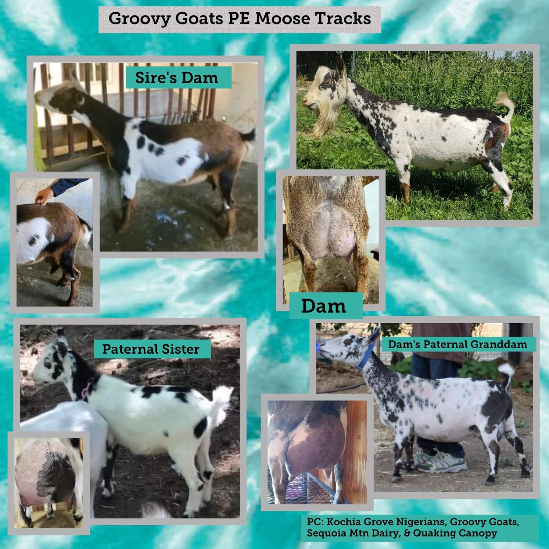 Groovy Goats PE Moose Tracks – Kochia Grove Nigerians