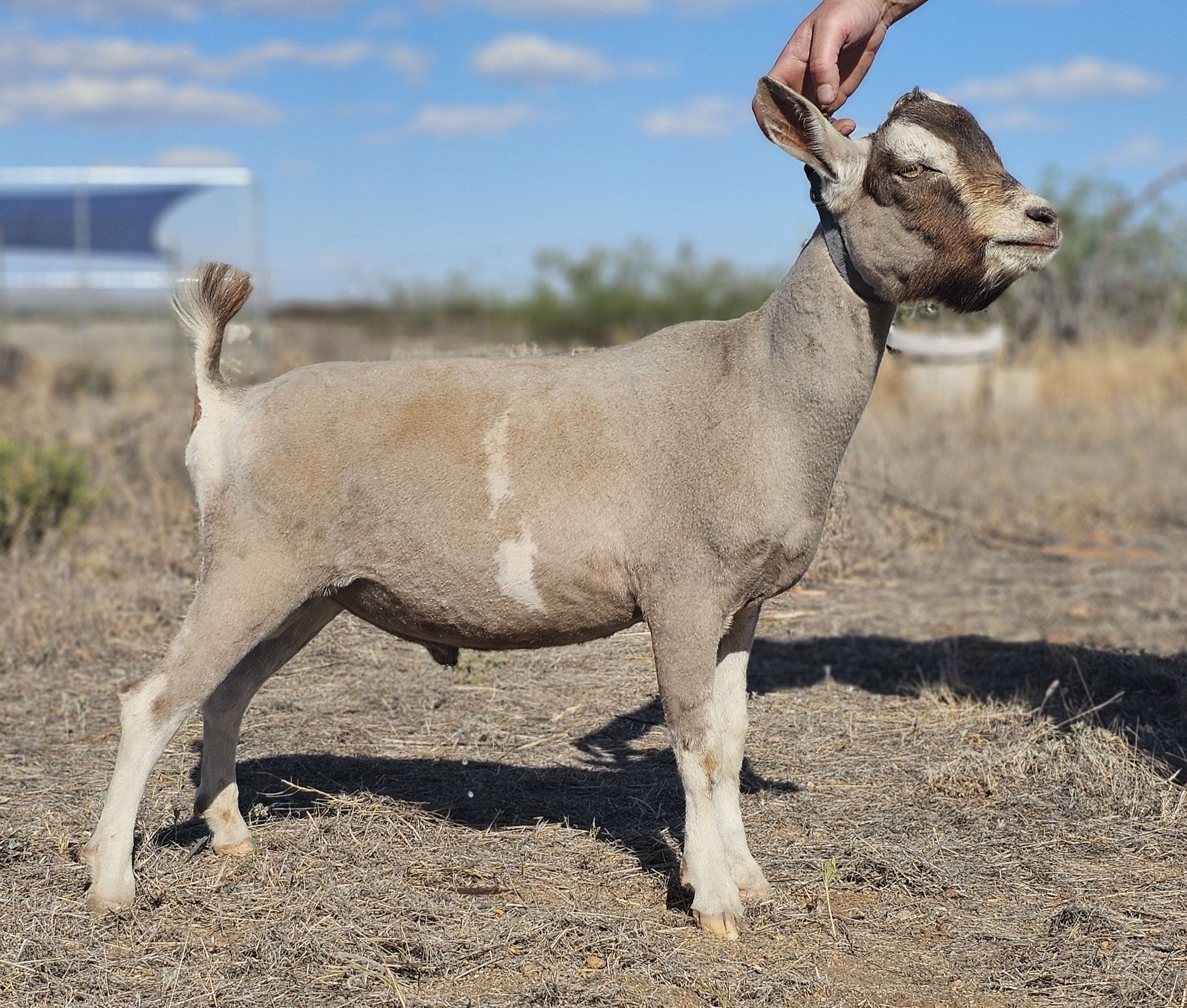 2024/2025 Breeding Schedule – Kochia Grove Nigerians