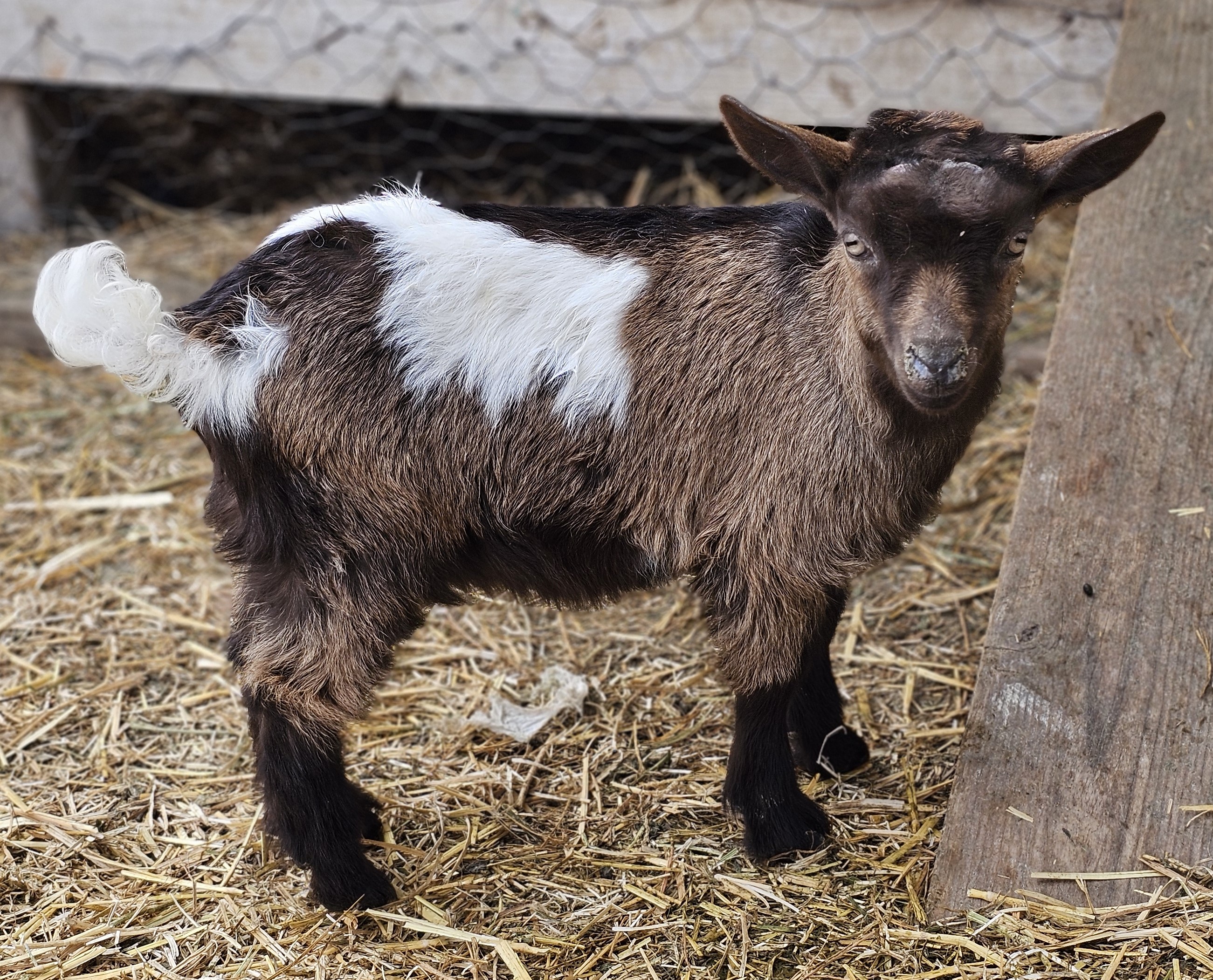 Does – Kochia Grove Nigerians