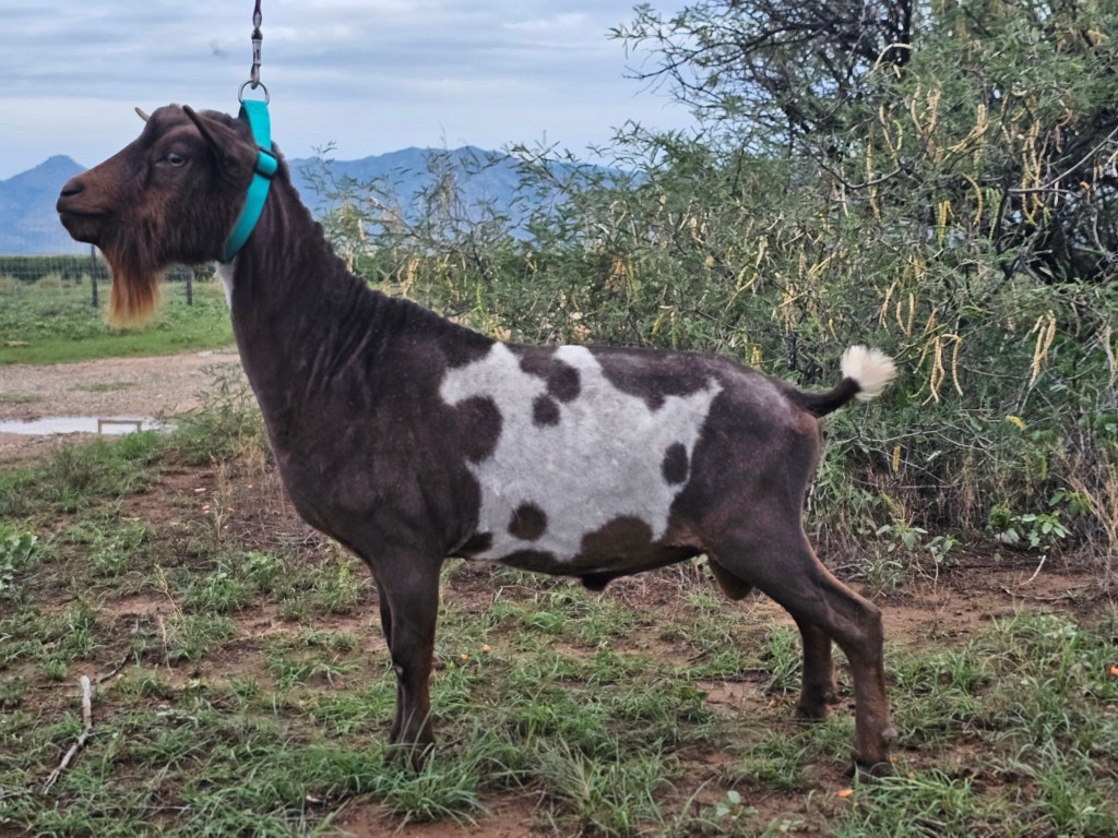 2026/2027 Breeding Schedule – Kochia Grove Nigerians