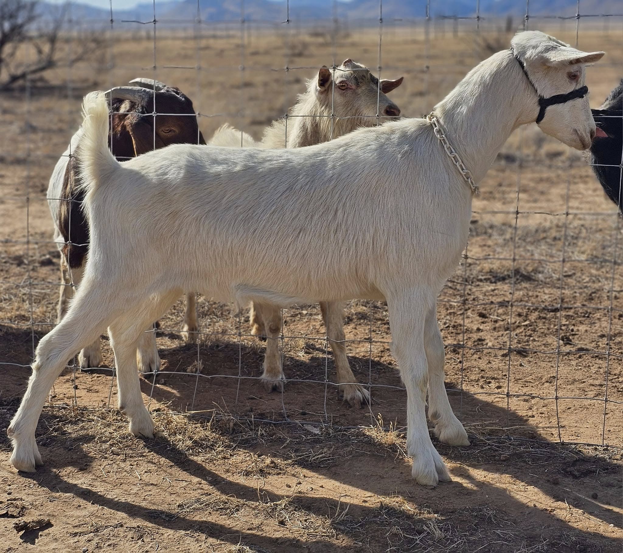 Saanen/Sable/Experimental – Kochia Grove Nigerians